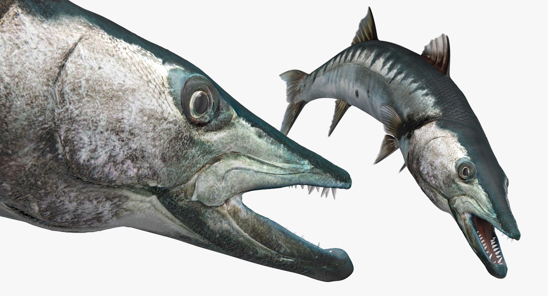Barracuda Fish Pose 2 3d Model