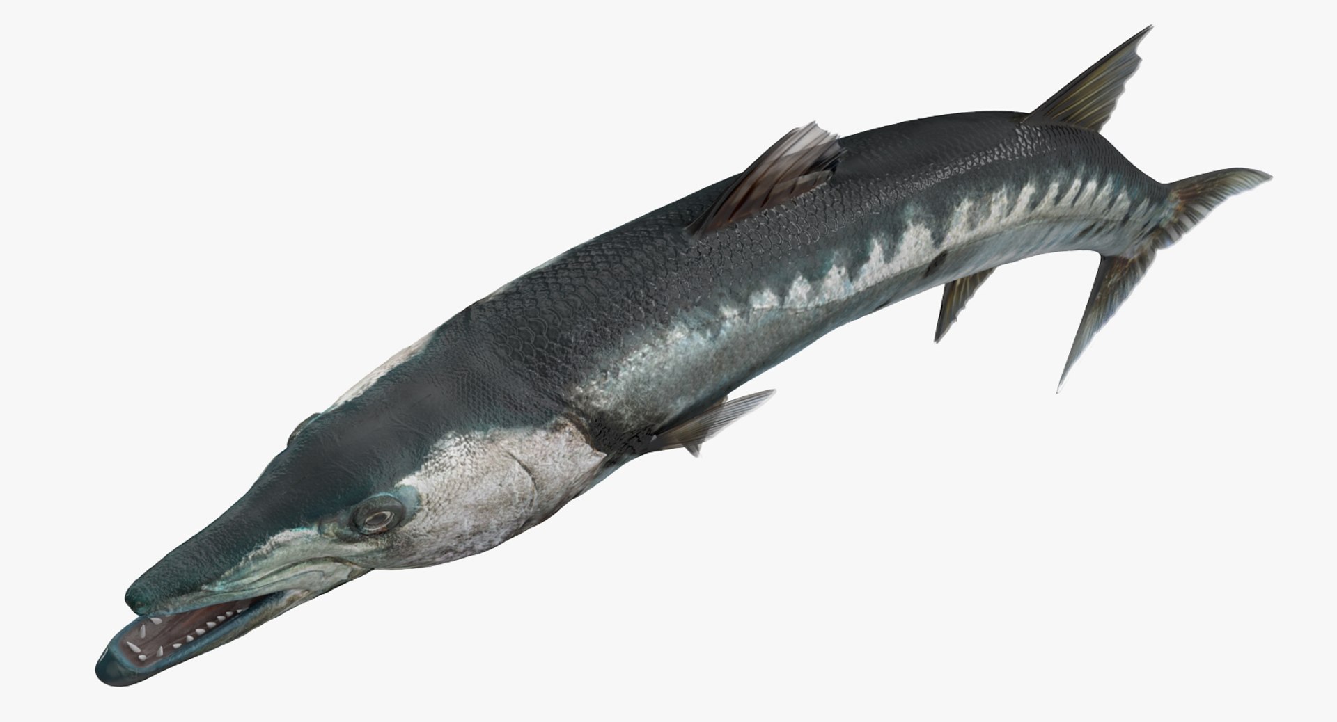 Barracuda Fish Pose 2 3d Model