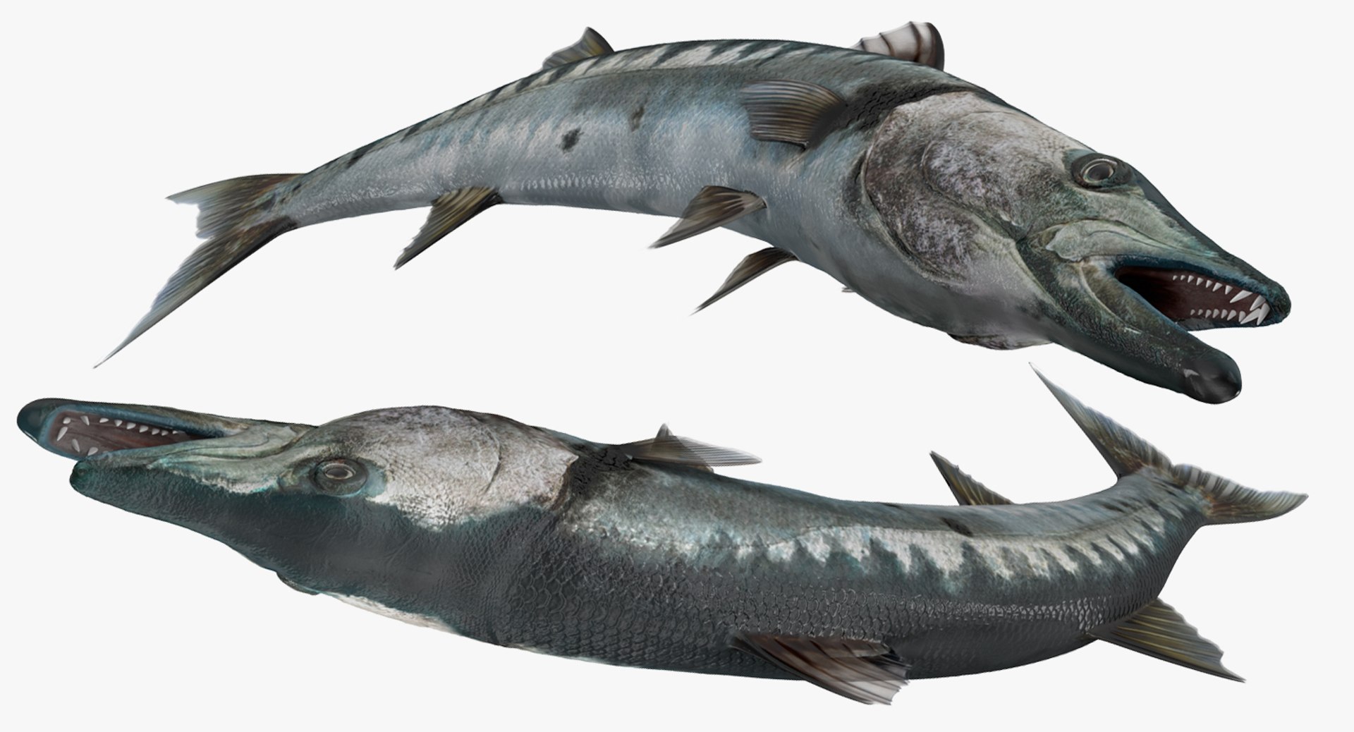 Barracuda Fish Pose 2 3d Model