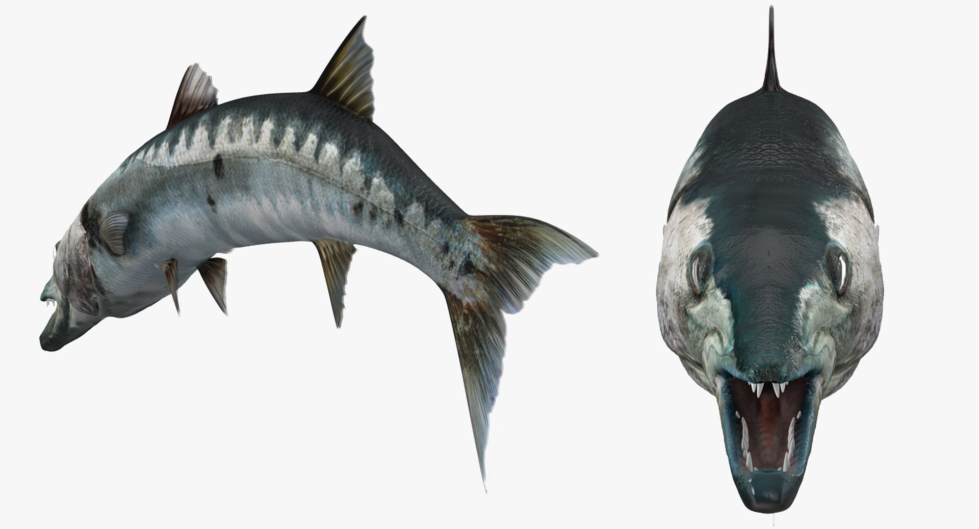 Barracuda Fish Pose 2 3d Model