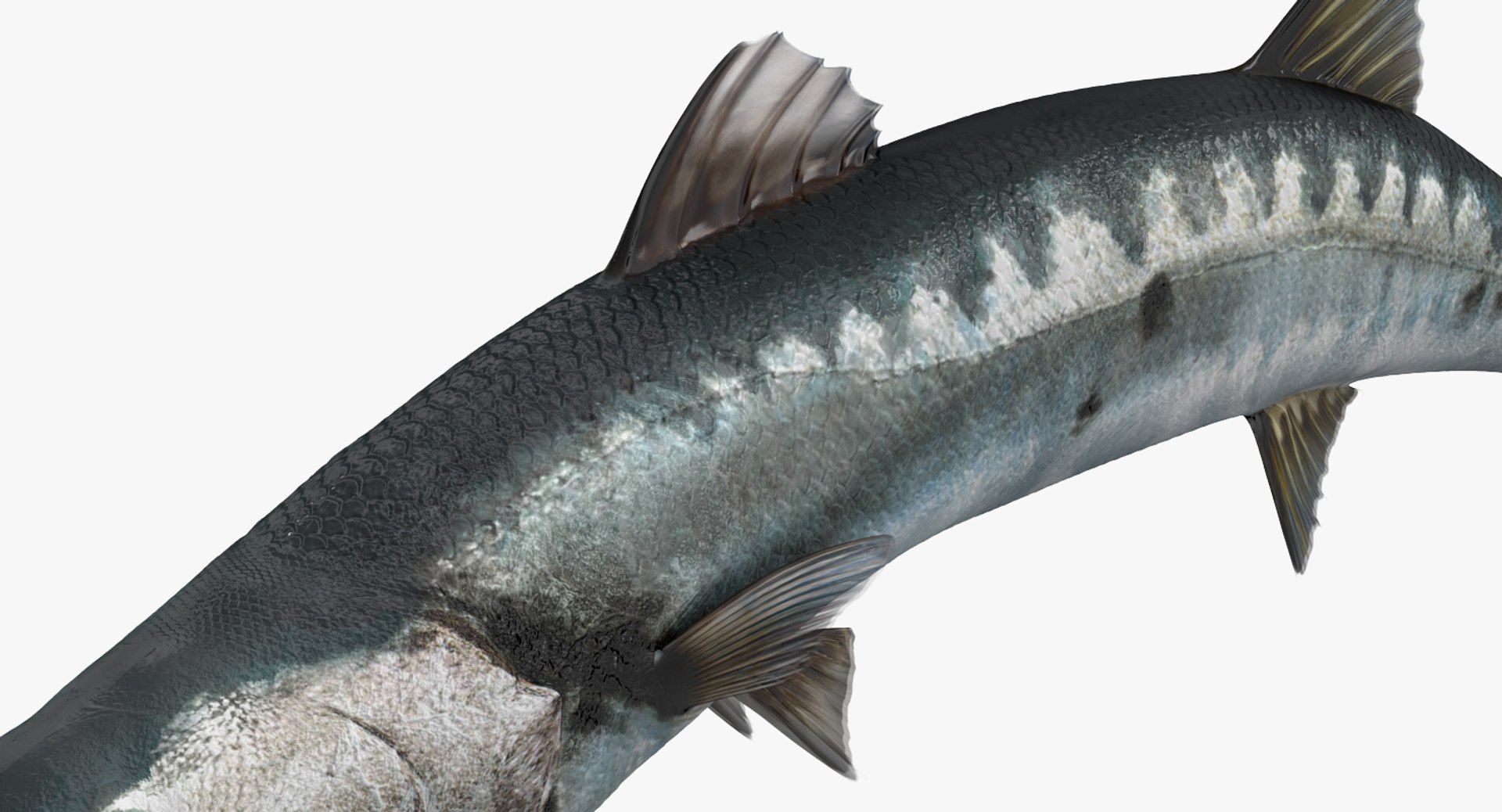 Barracuda Fish Pose 2 3d Model
