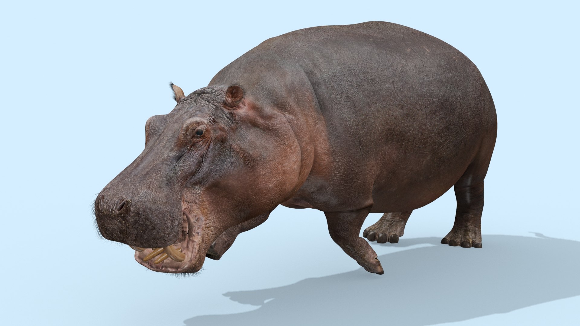 Hippo 8k animation hippopotamus model - TurboSquid 1625801