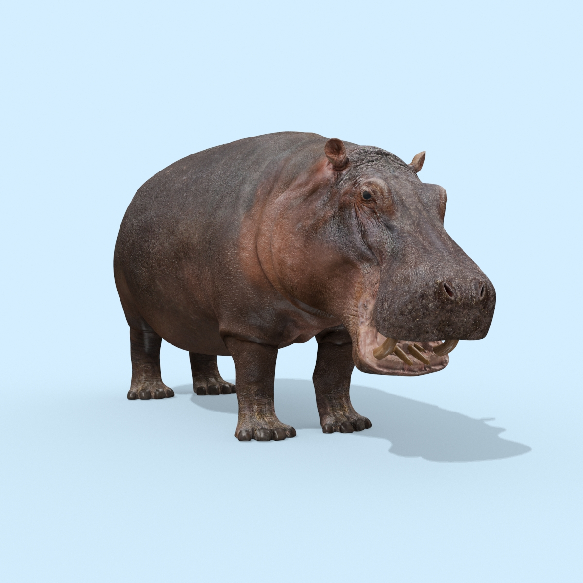 modelo 3d Super Hippo 8K - Animado - TurboSquid 1625801