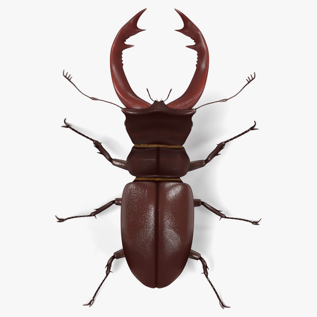 3ds Lucanus Cervus Beetles
