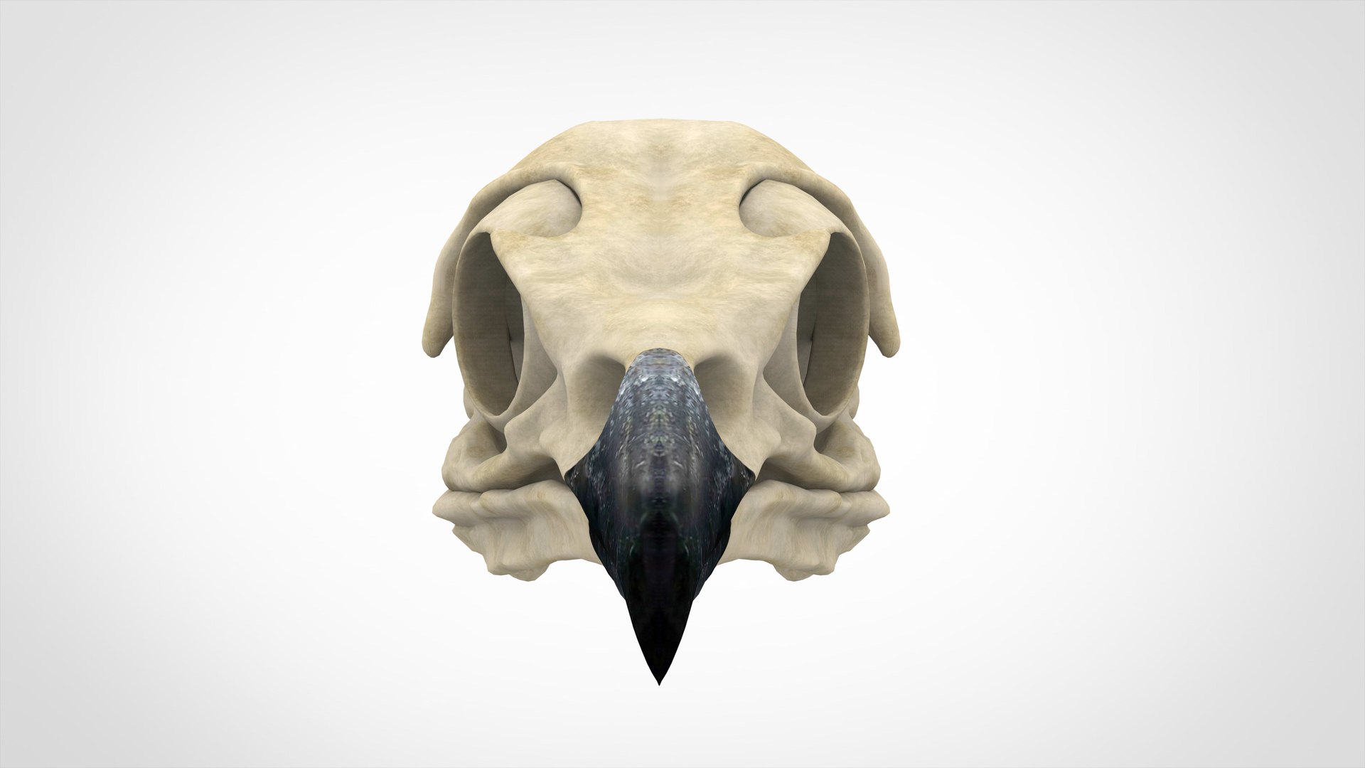 3D Griffin Skull Model - TurboSquid 1528035