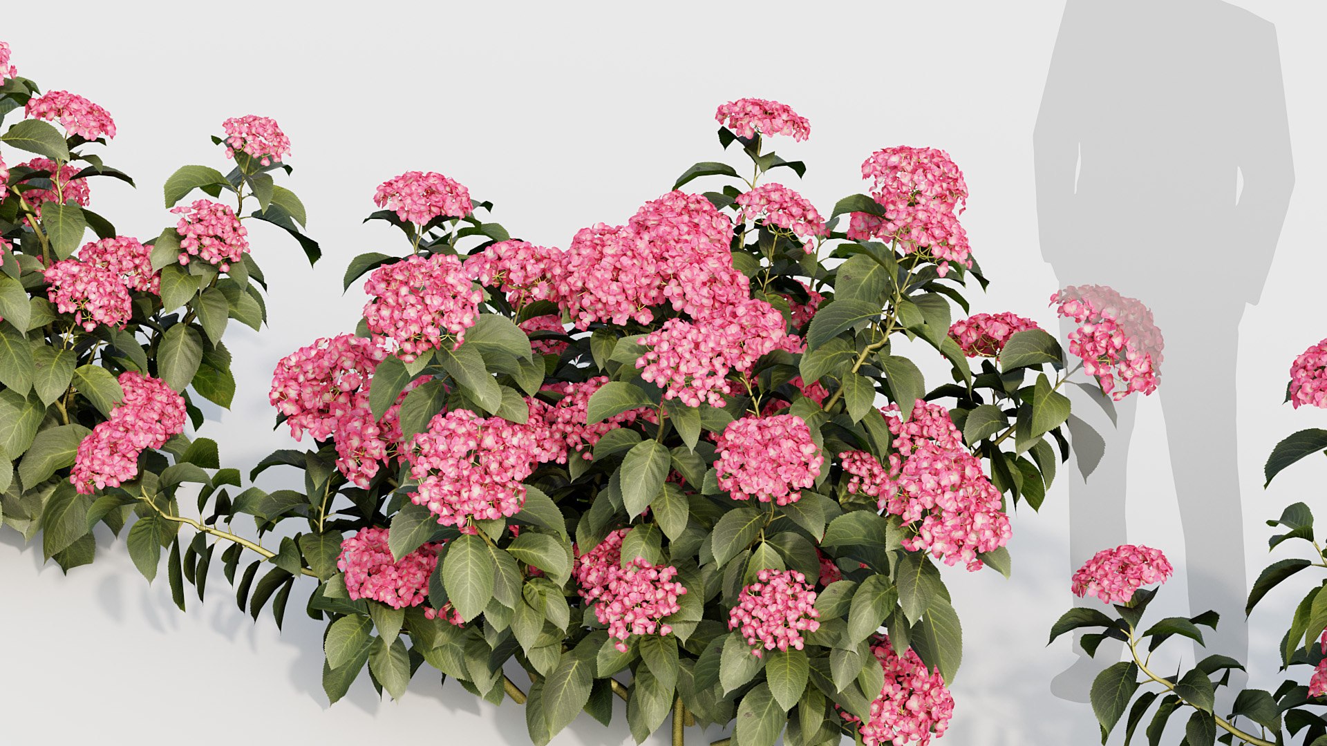 Hydrangea Macrophylla Big Leaf Hydrangea 03 3D Model 3D Model - TurboSquid 2173897