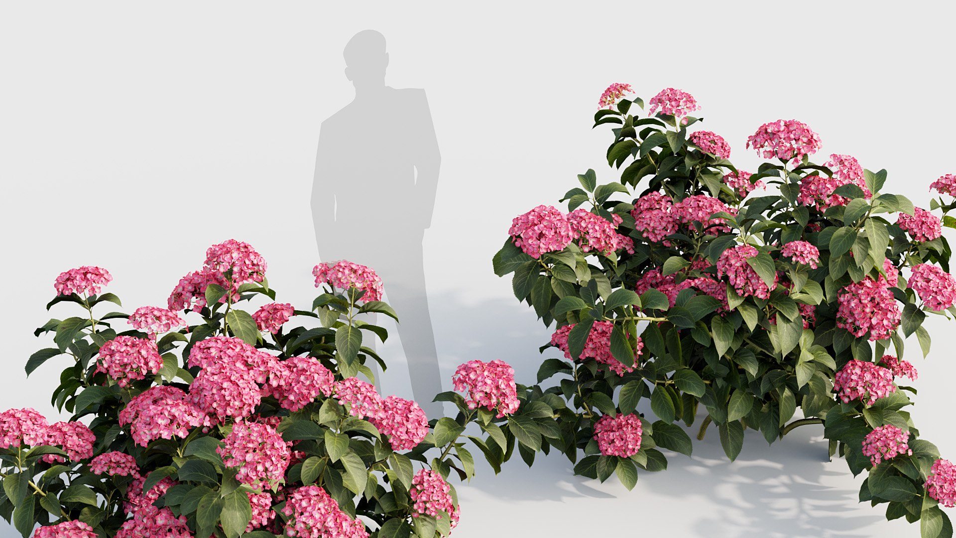 Hydrangea Macrophylla Big Leaf Hydrangea 03 3D Model 3D Model - TurboSquid 2173897