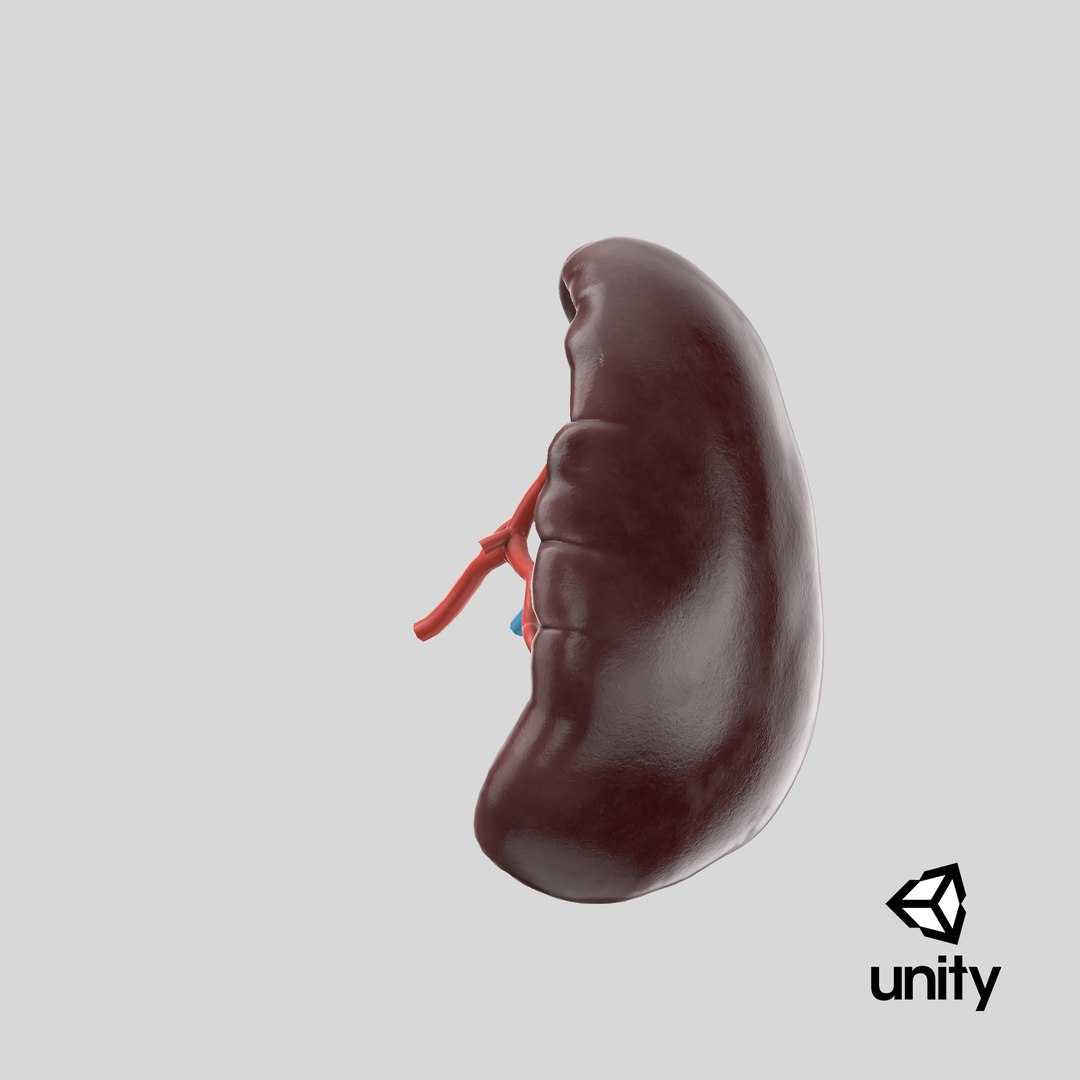 Human Spleen Anatomy Model - TurboSquid 1815507