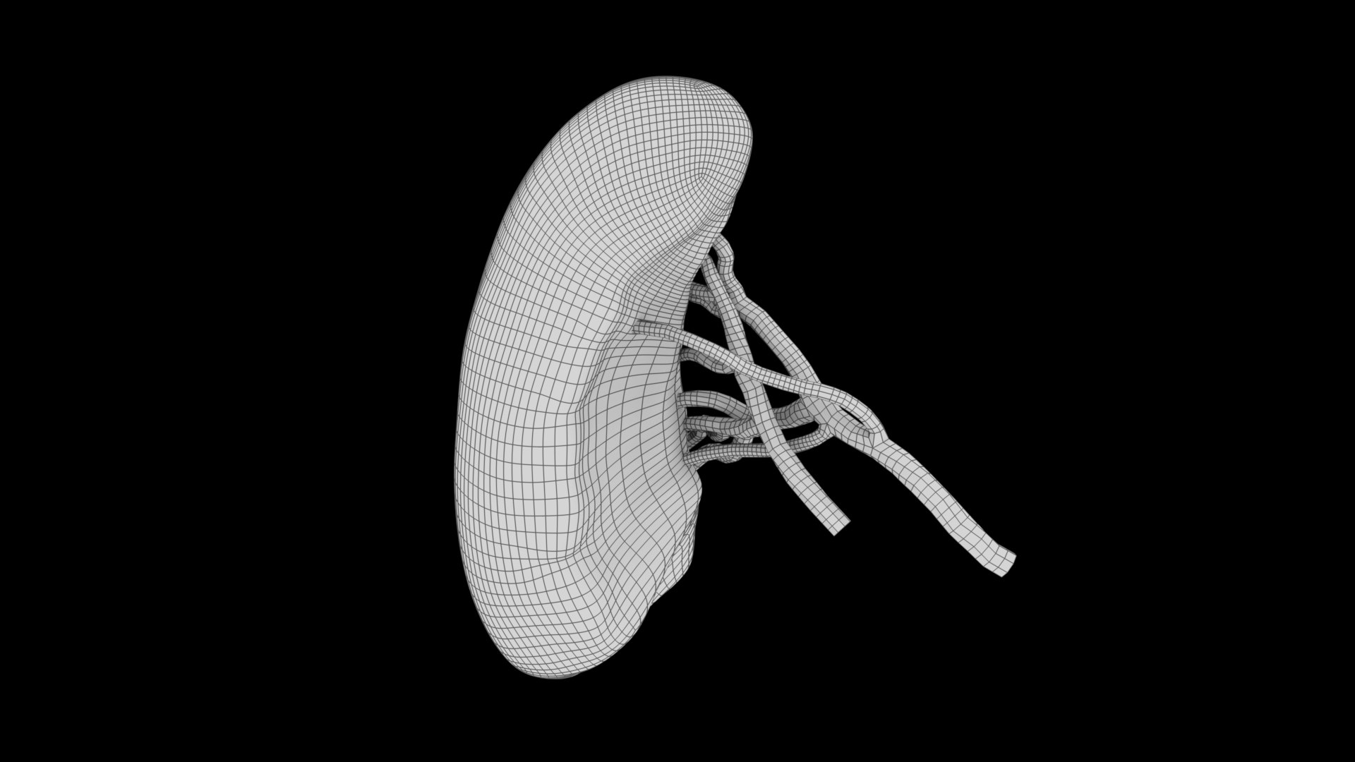 Human Spleen Anatomy Model - TurboSquid 1815507