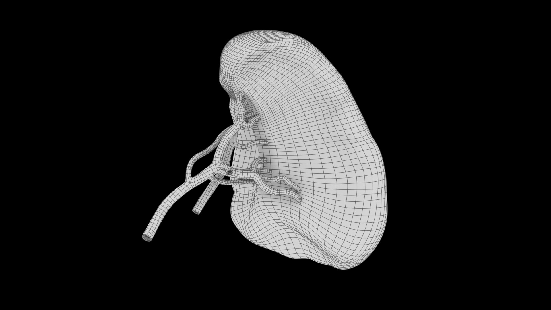 Human Spleen Anatomy Model - TurboSquid 1815507