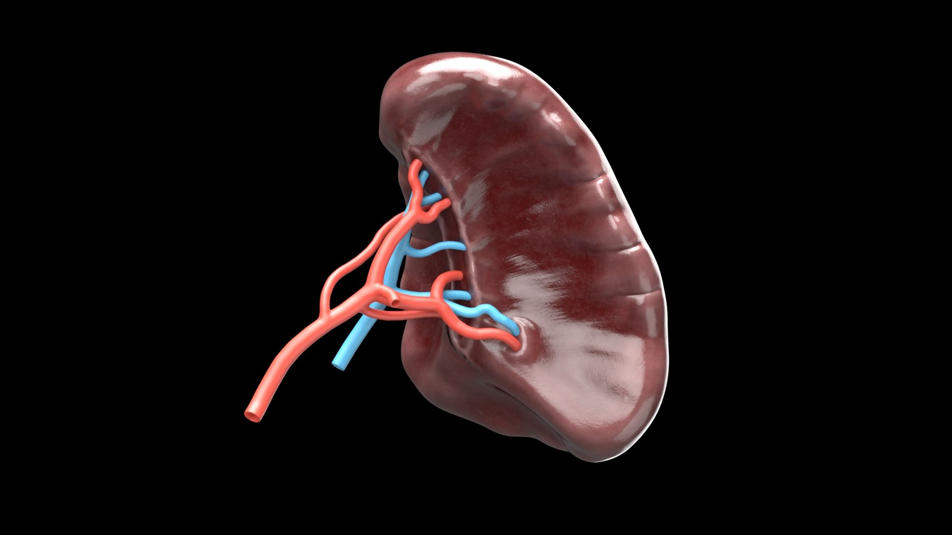 Human Spleen Anatomy Model - TurboSquid 1815507