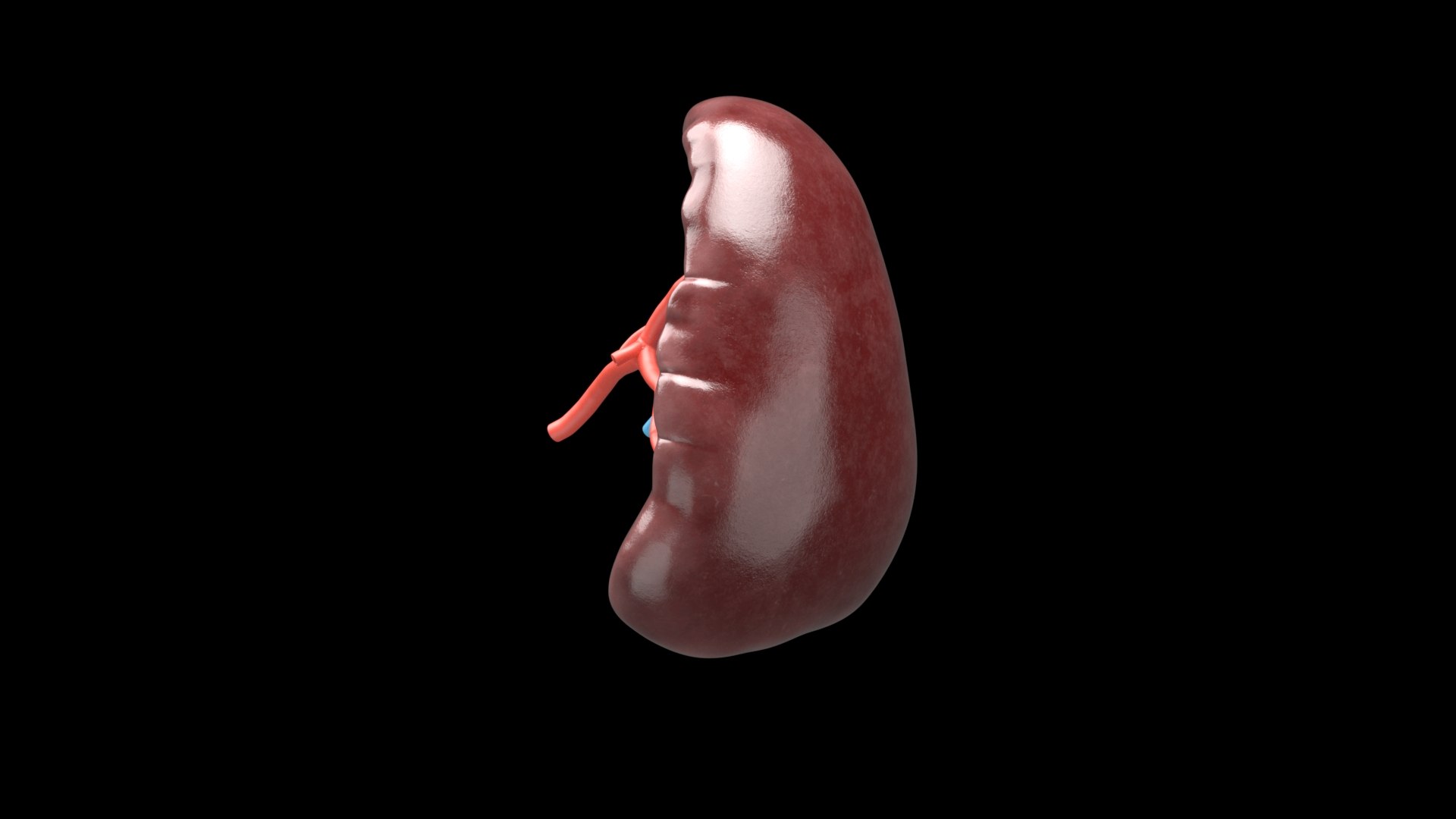 Human Spleen Anatomy Model - TurboSquid 1815507