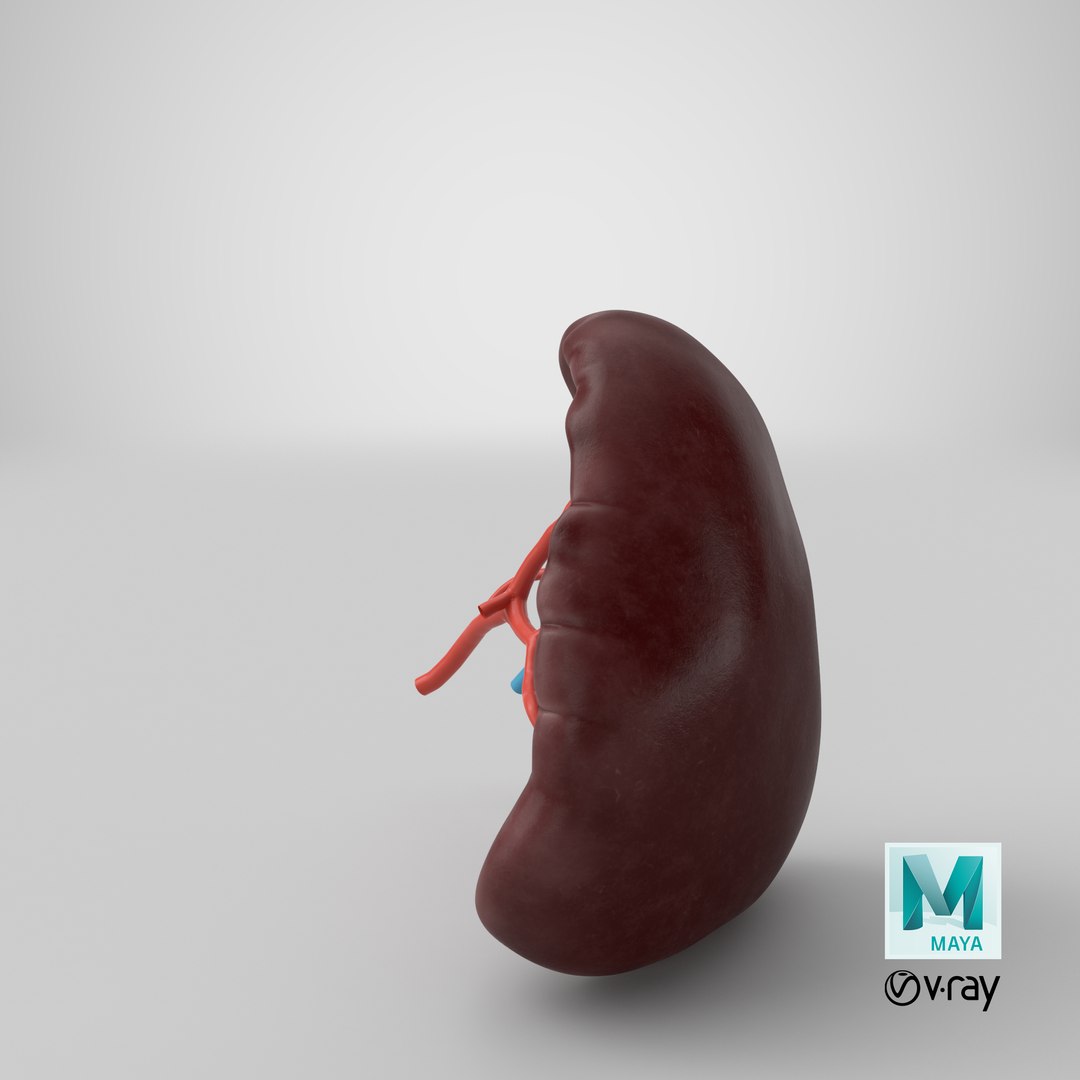 Human Spleen Anatomy Model - TurboSquid 1815507
