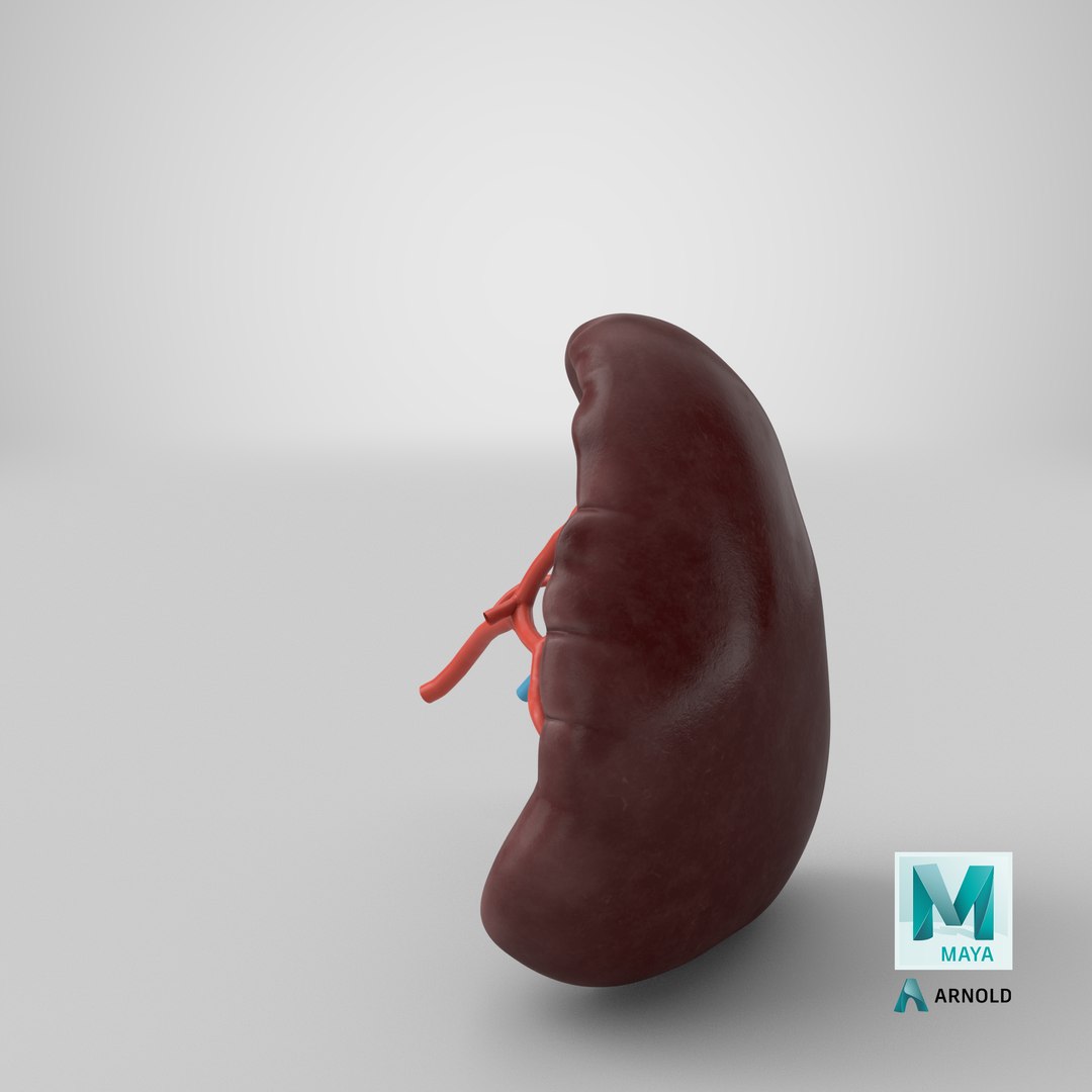 Human Spleen Anatomy Model - TurboSquid 1815507