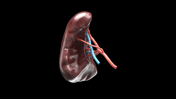 Human Spleen Anatomy model - TurboSquid 1815507