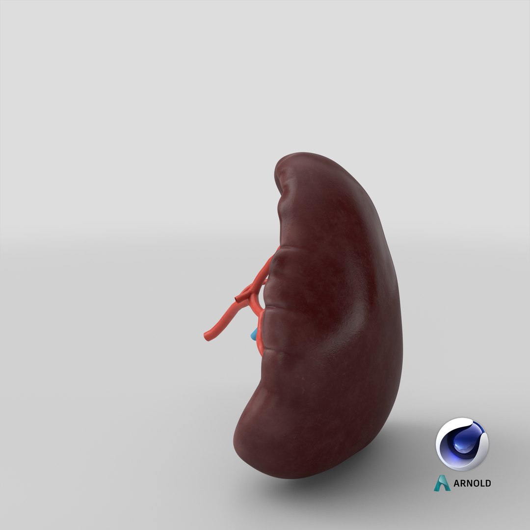 Human Spleen Anatomy Model - TurboSquid 1815507