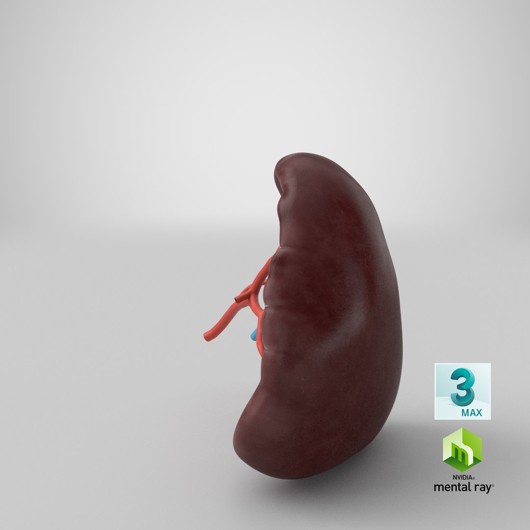 Human Spleen Anatomy Model - TurboSquid 1815507