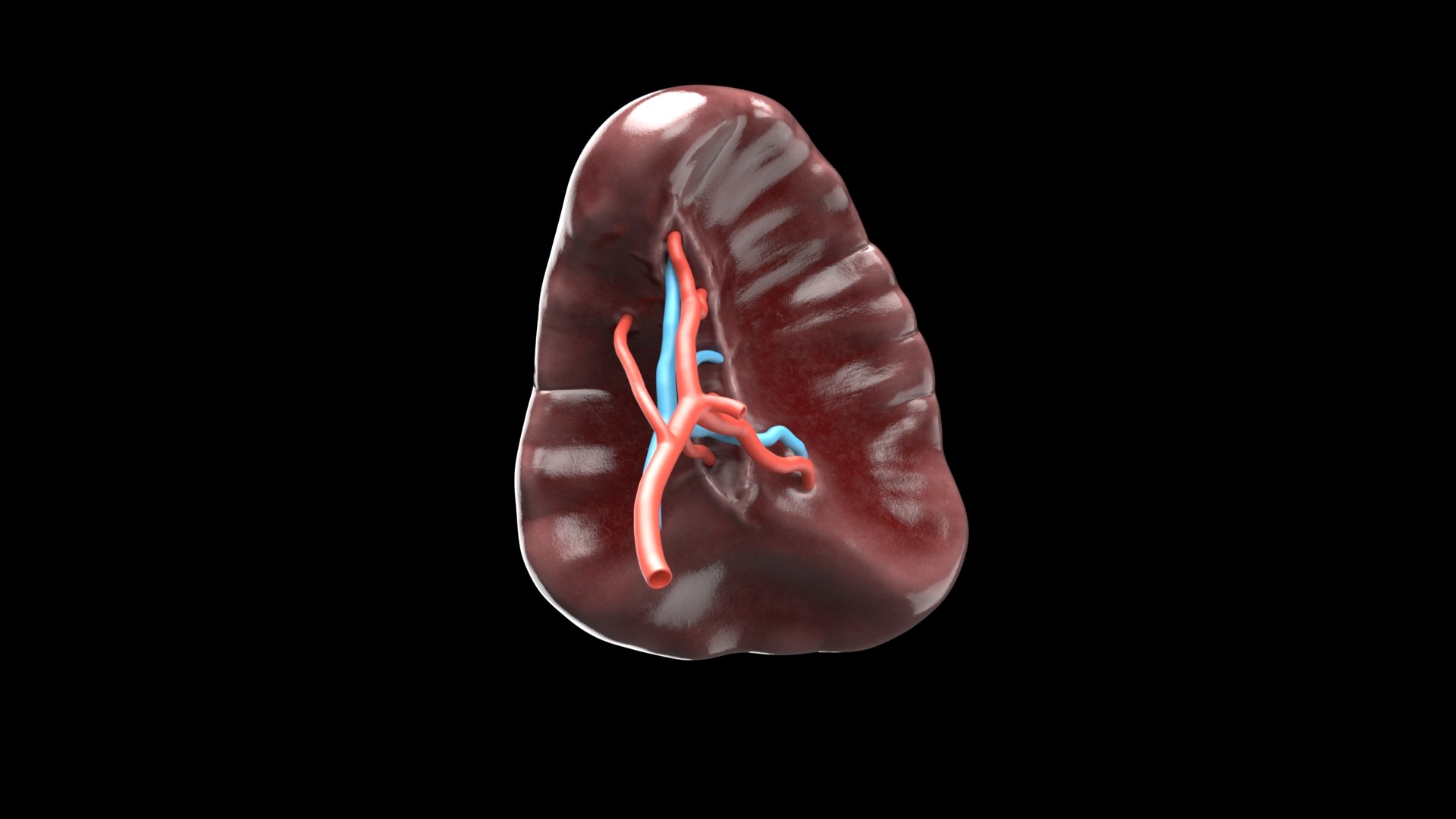 Human Spleen Anatomy Model - TurboSquid 1815507