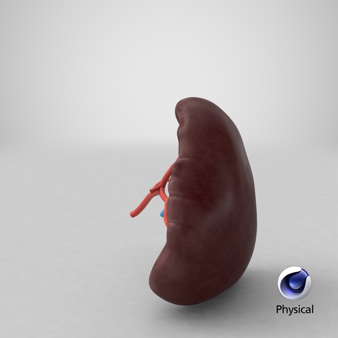 Human Spleen Anatomy Model - TurboSquid 1815507