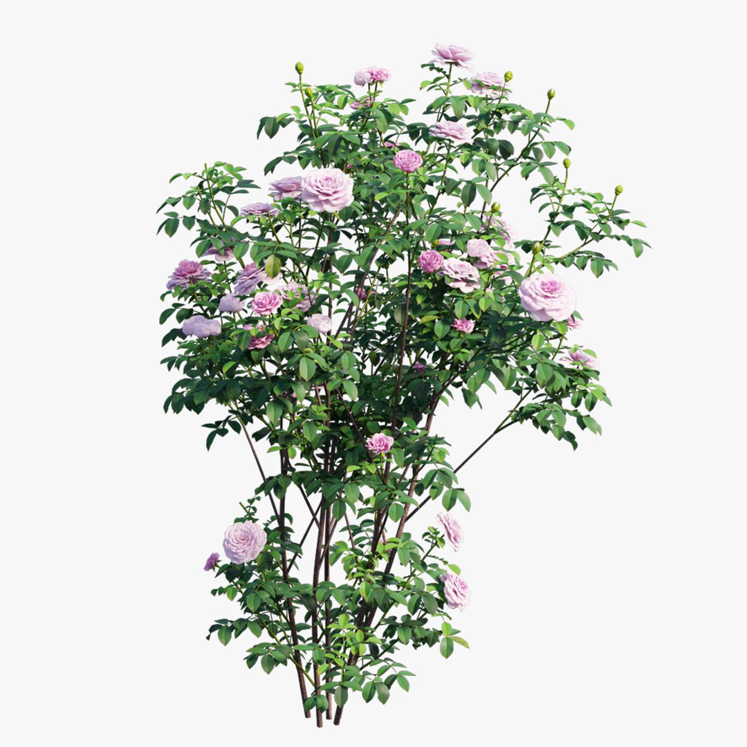 3D Model Rose Plant Set 55 - TurboSquid 1728350