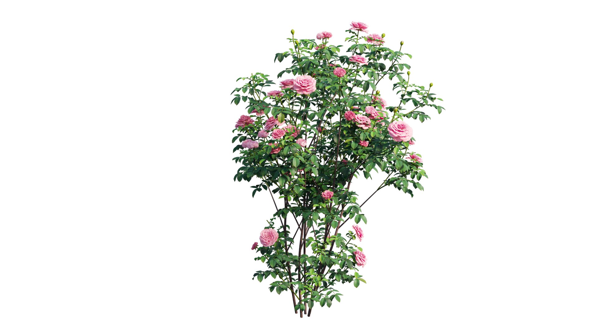 3D Model Rose Plant Set 55 - TurboSquid 1728350