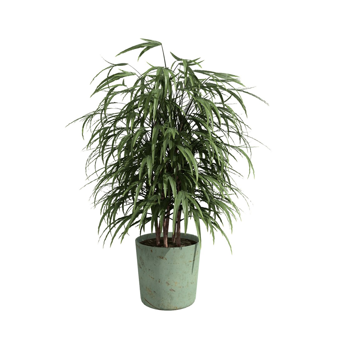 3D Model Indoor Potted Palms 3d Collection - TurboSquid 2259694 3D Model Indoor Potted Palms 3d Collection - TurboSquid 2259694