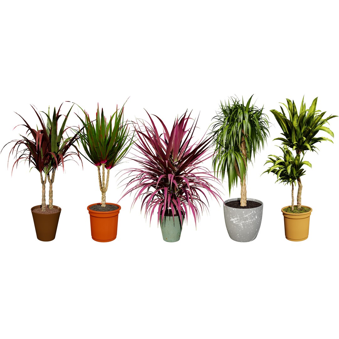 3D Model Indoor Potted Palms 3d Collection - TurboSquid 2259694
