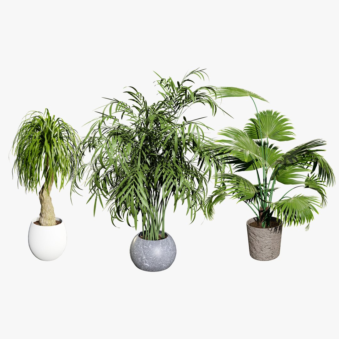 3D Model Indoor Potted Palms 3d Collection - TurboSquid 2259694