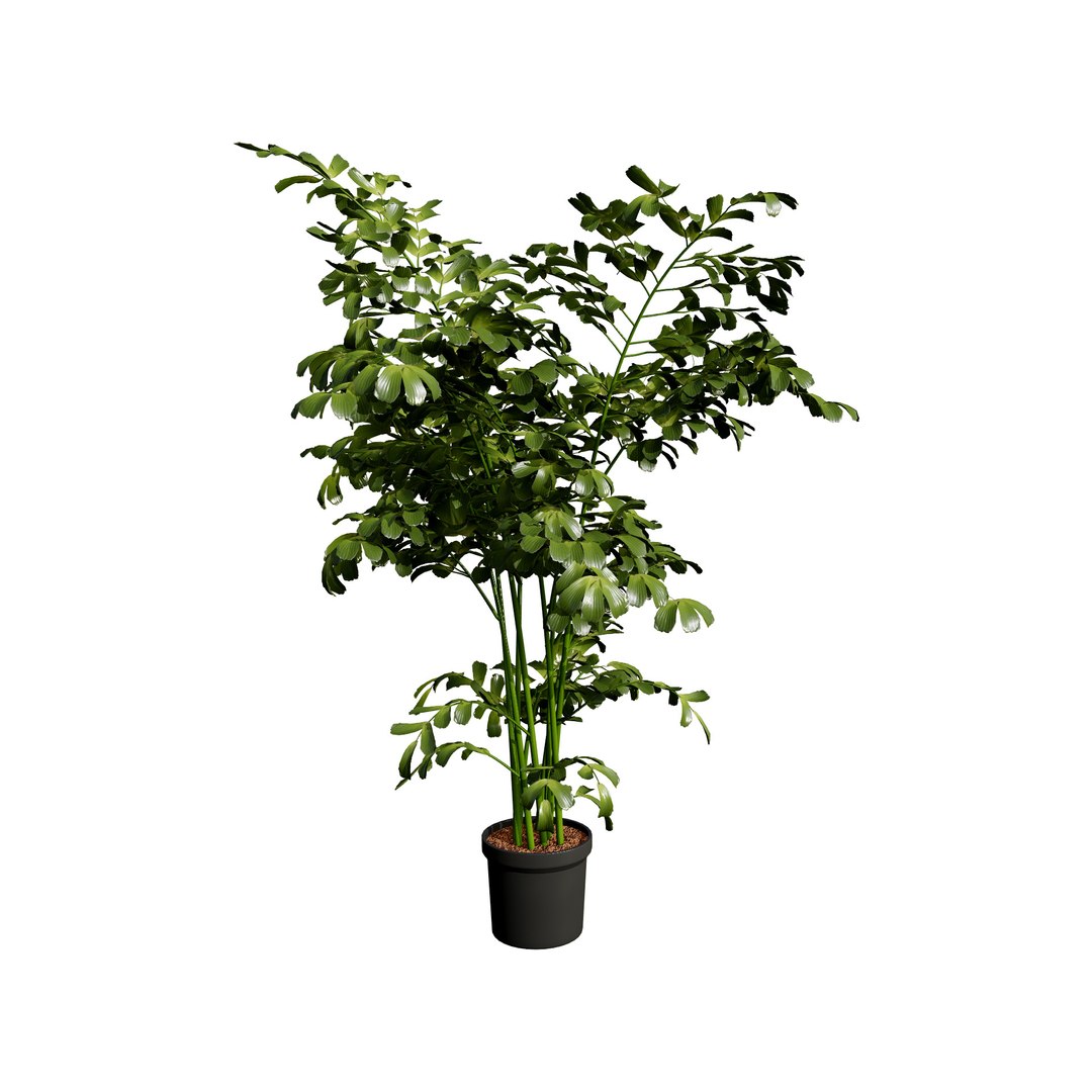 3D Model Indoor Potted Palms 3d Collection - TurboSquid 2259694 3D Model Indoor Potted Palms 3d Collection - TurboSquid 2259694