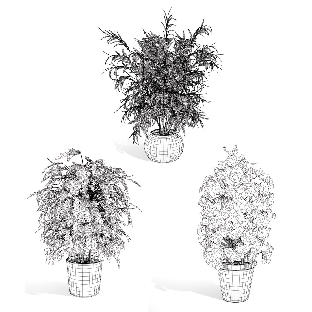 3D Model Indoor Potted Palms 3d Collection - TurboSquid 2259694 3D Model Indoor Potted Palms 3d Collection - TurboSquid 2259694