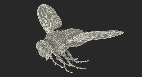 3d flying house model