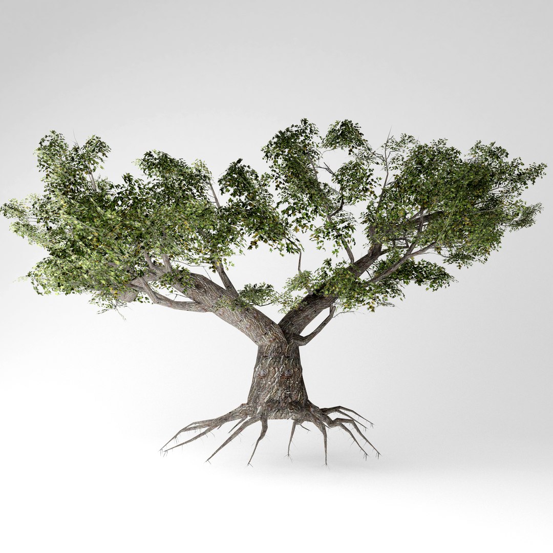 Japanese Maple Tree 3D Model - TurboSquid 1559422