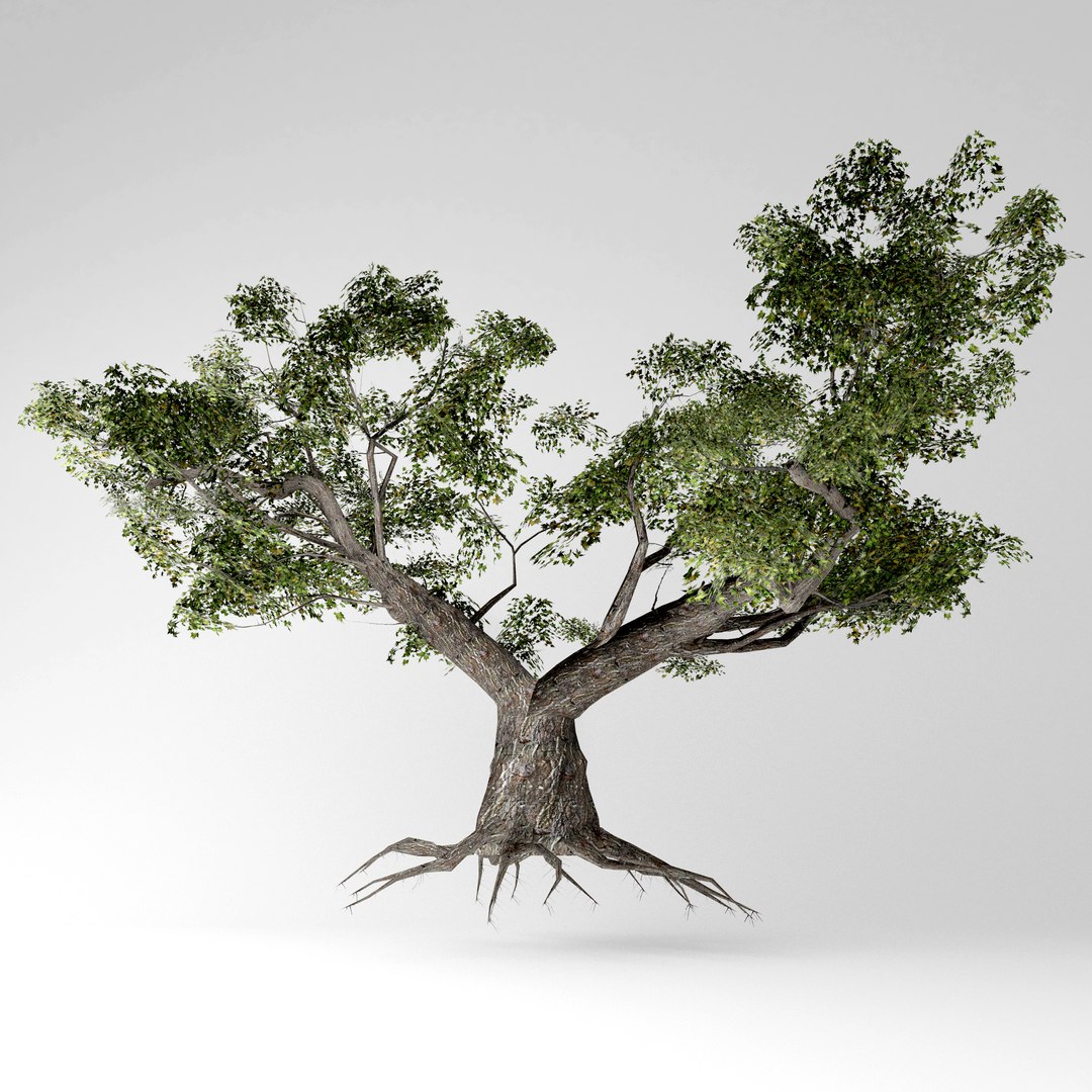 Japanese Maple Tree 3D Model - TurboSquid 1559422