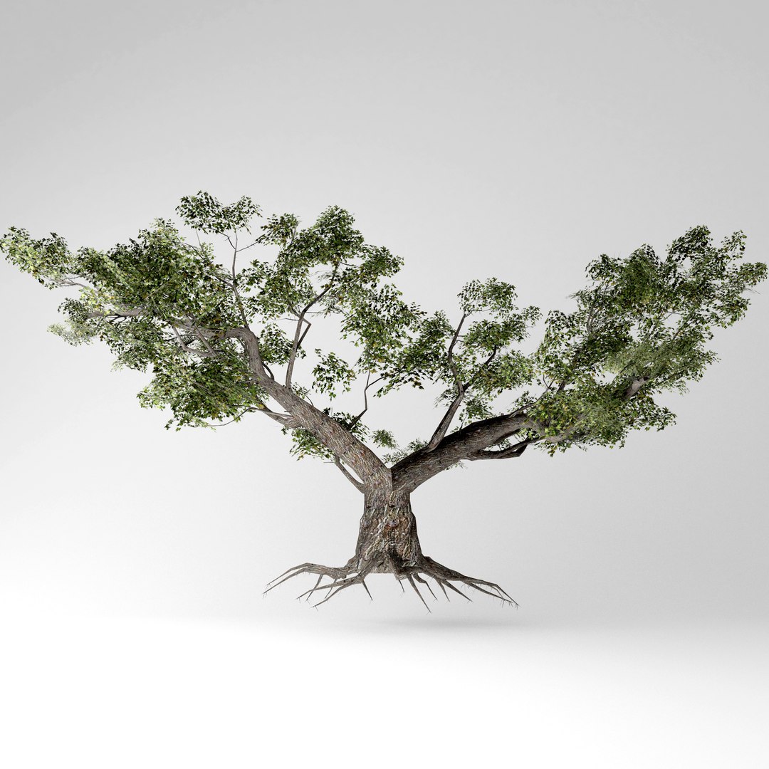 Japanese Maple Tree 3D Model - TurboSquid 1559422