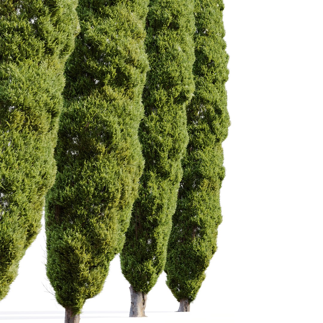 Italian Cypress 05 3D Model - TurboSquid 1933532