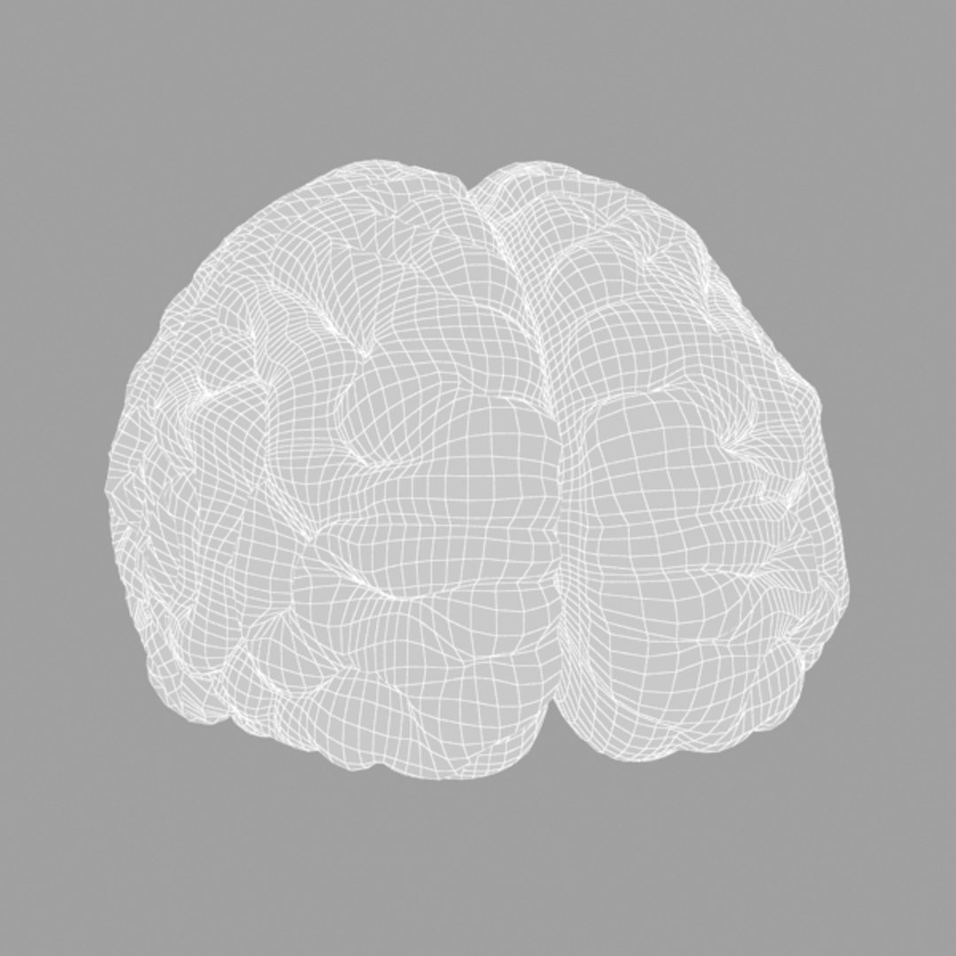 3d Brain Model