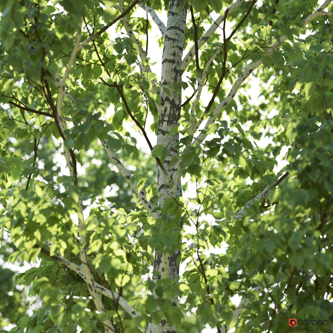 3d Realistic Birch Tree Betula Model