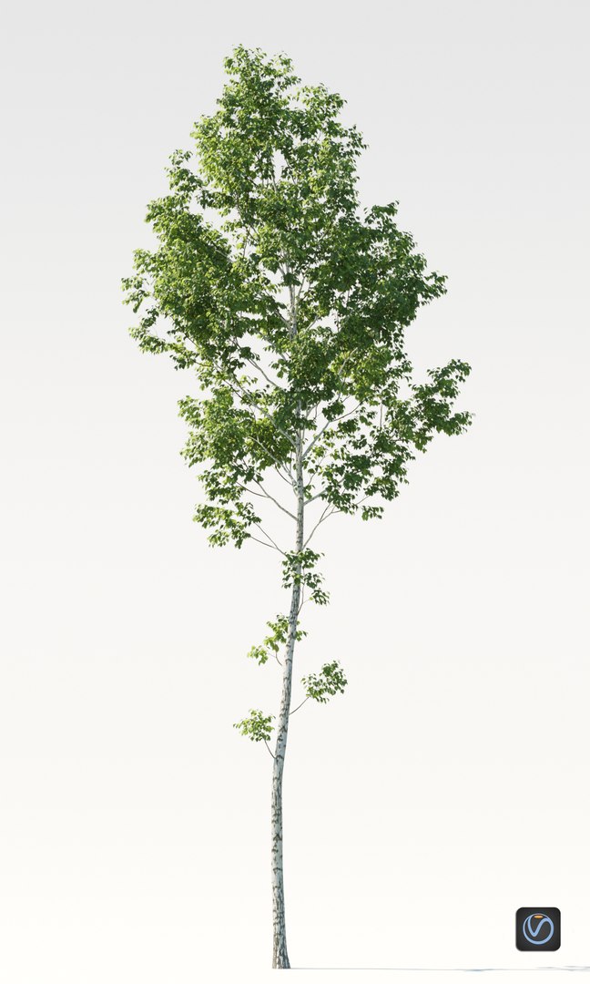 3d Realistic Birch Tree Betula Model