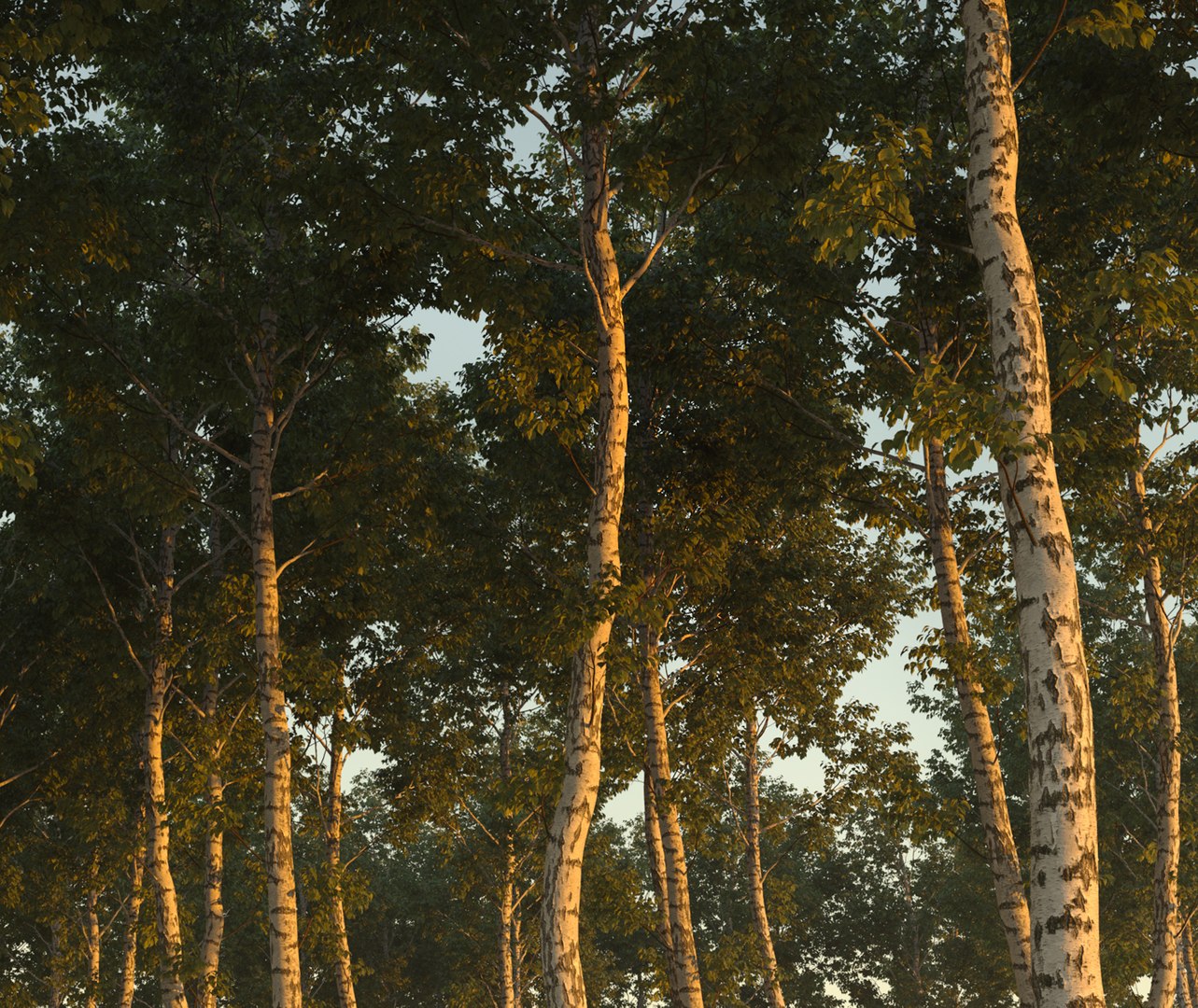 3d Realistic Birch Tree Betula Model