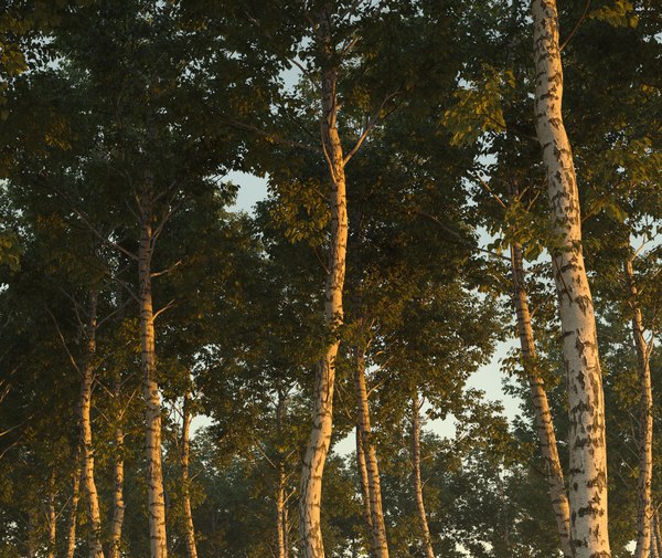 3d realistic birch tree betula model