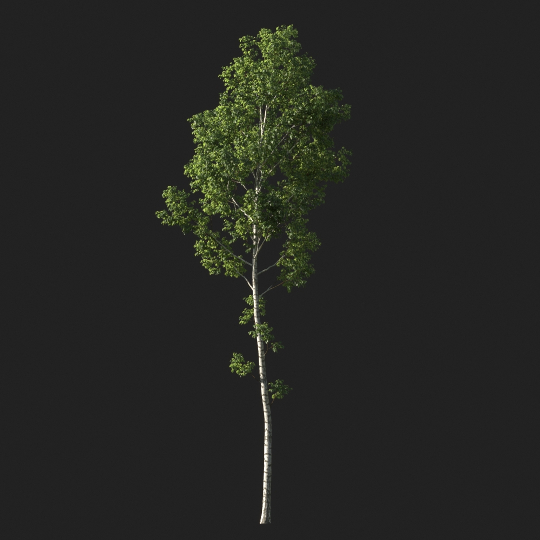 3d Realistic Birch Tree Betula Model