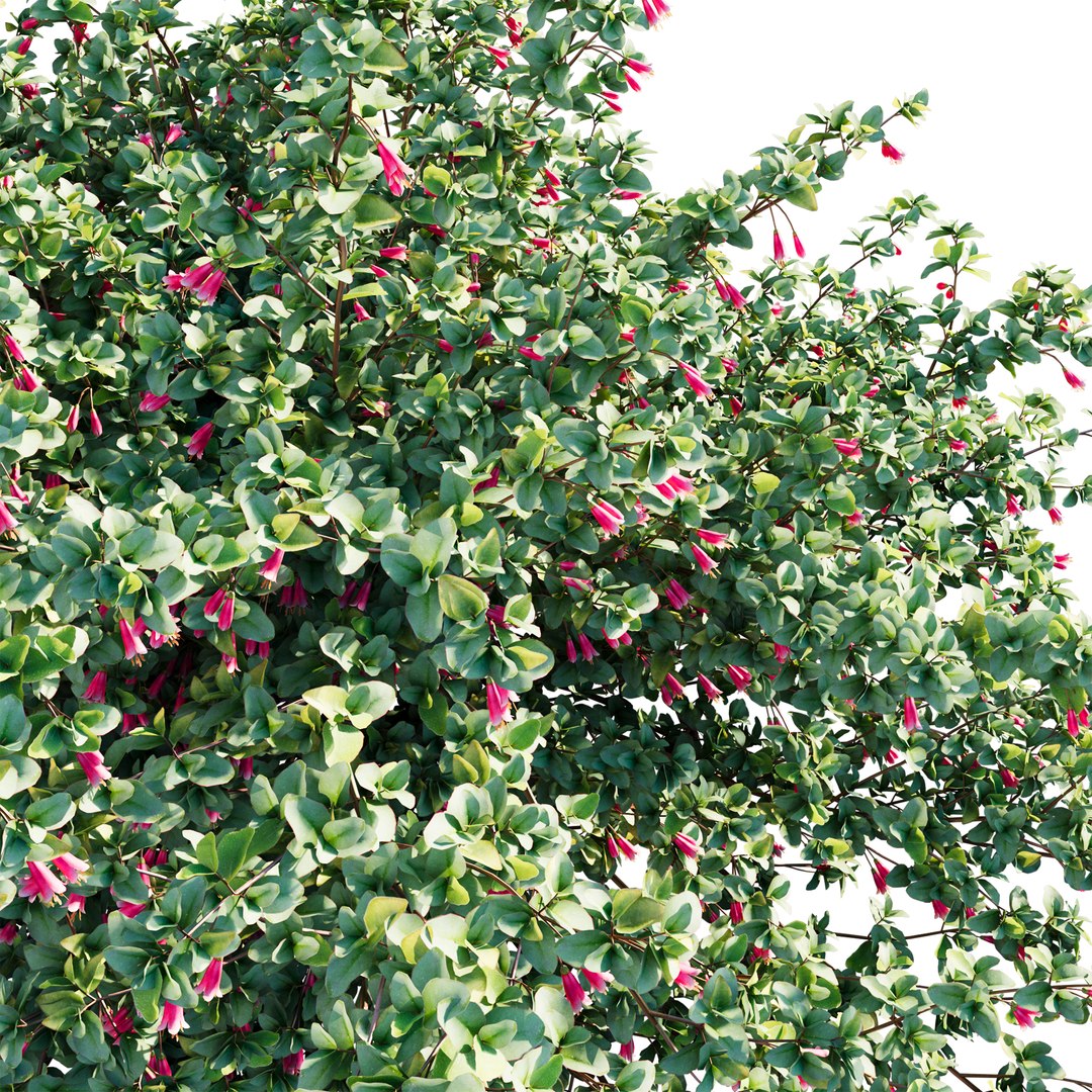 3D Model Correa Reflexa - Native Fuchsia - Grevillea Wilsonii 03 ...