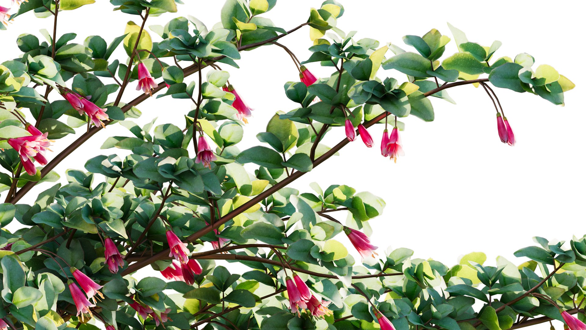 3D Model Correa Reflexa - Native Fuchsia - Grevillea Wilsonii 03 ...