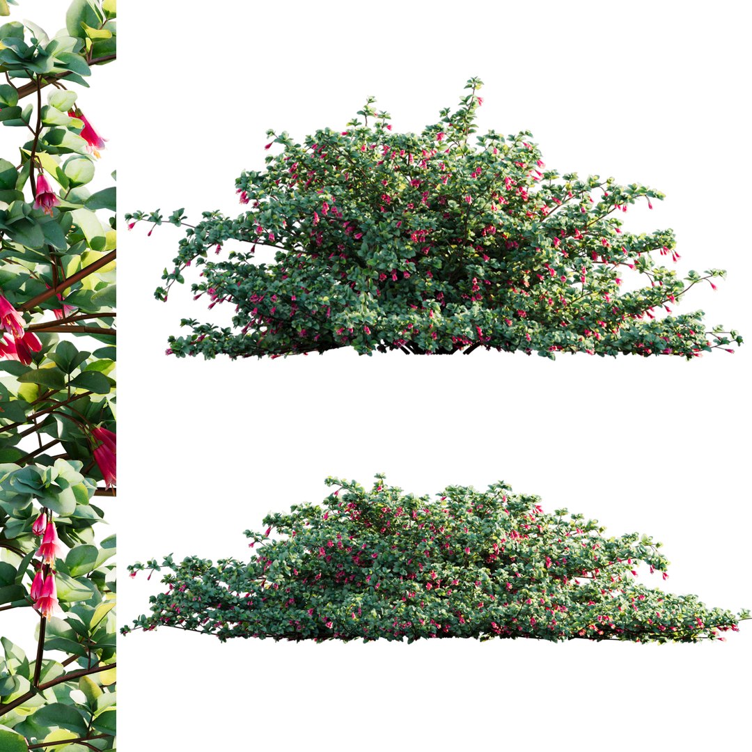3D Model Correa Reflexa - Native Fuchsia - Grevillea Wilsonii 03 ...
