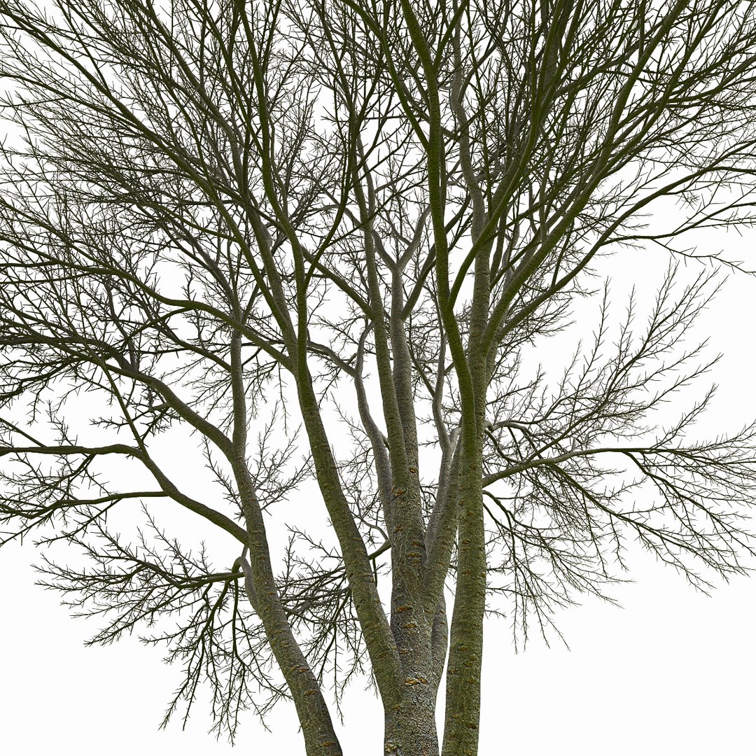 Tree Environment 3d Model