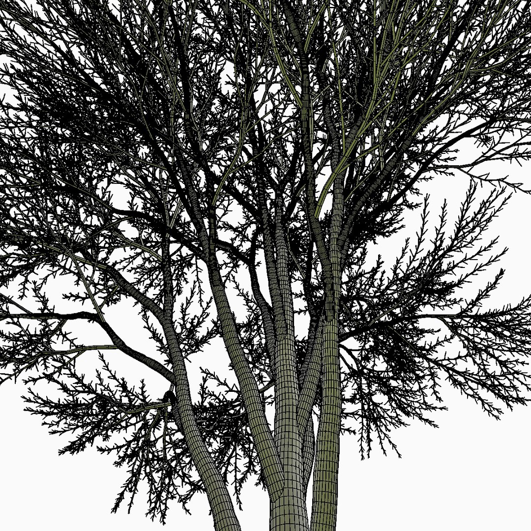 Tree Environment 3d Model