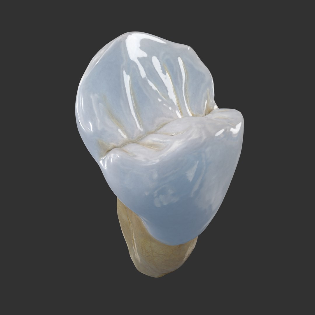 3D upper second left bicuspid model - TurboSquid 1283392