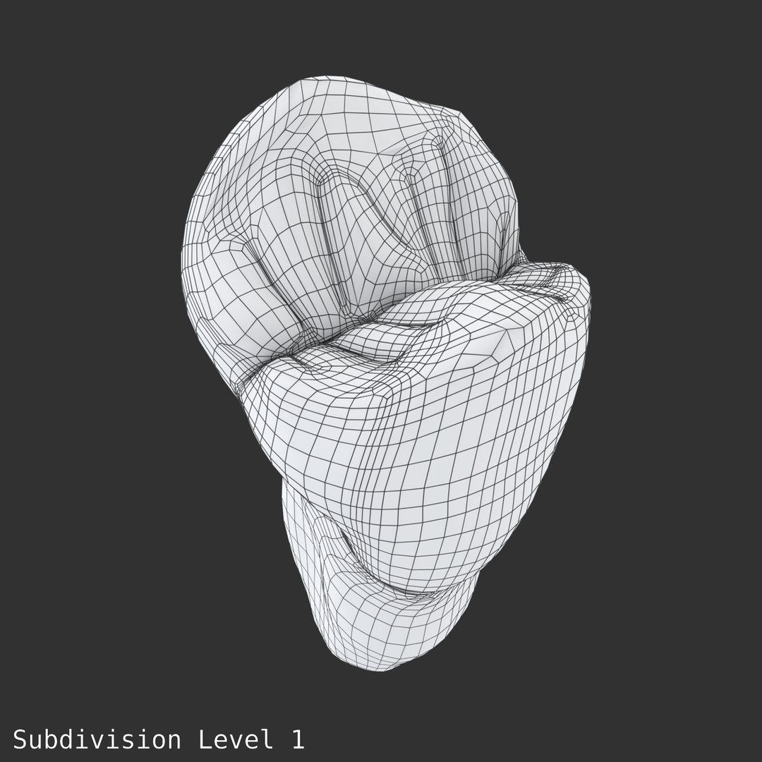 3D upper second left bicuspid model - TurboSquid 1283392