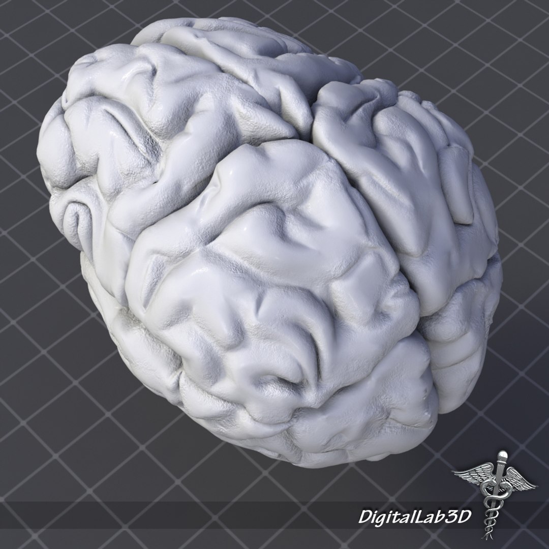 3ds Max Human Brain External