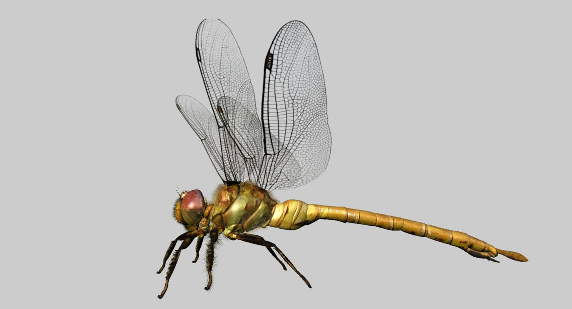 Dragonfly 3D Model - TurboSquid 1434663